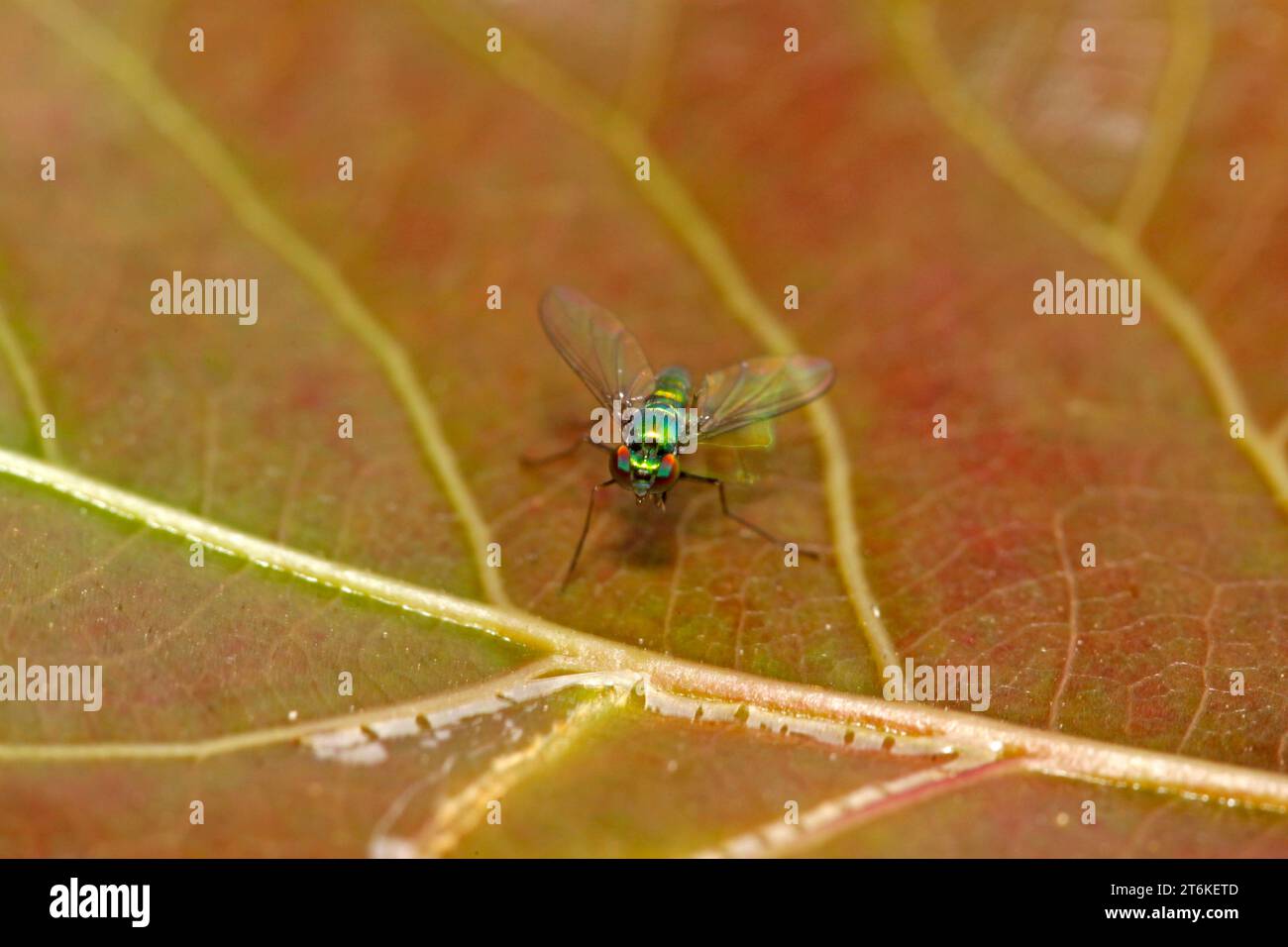 Insectivorous gadfly hi-res stock photography and images - Alamy