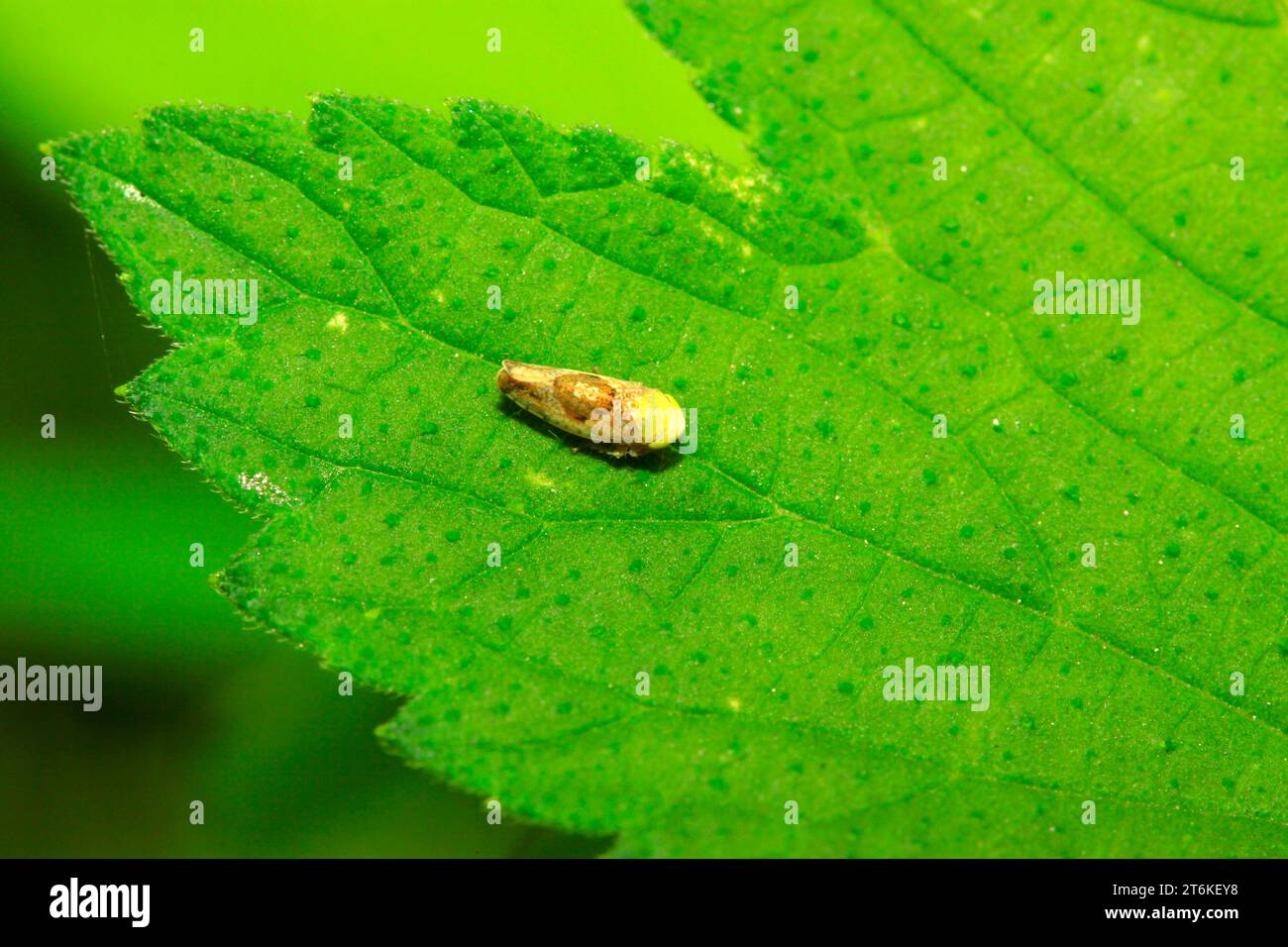 a kind of homoptera insects leafhopper in the wild Stock Photo - Alamy