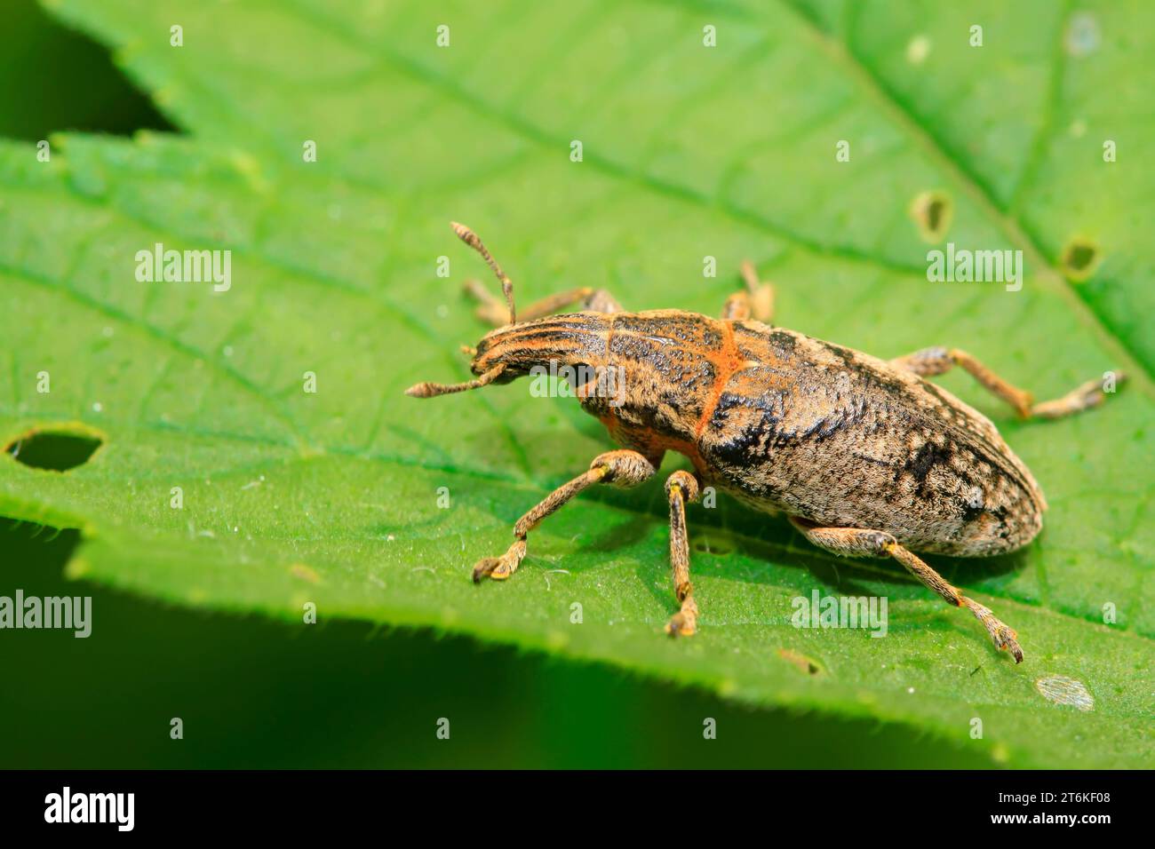 a kind of insect has a long nose Stock Photo - Alamy