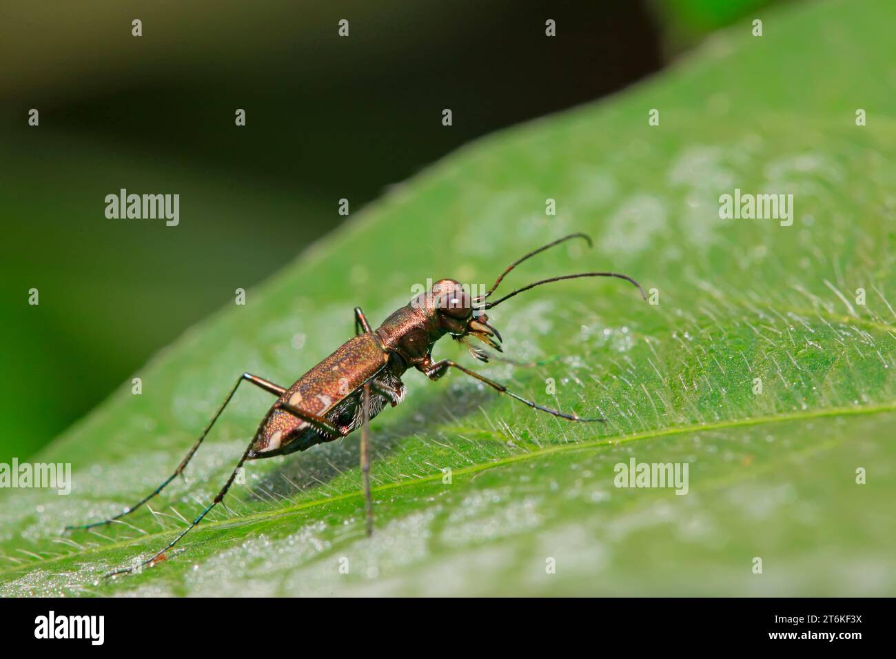 a kind of insects named tiger beetles, crawling on the sand Stock Photo ...