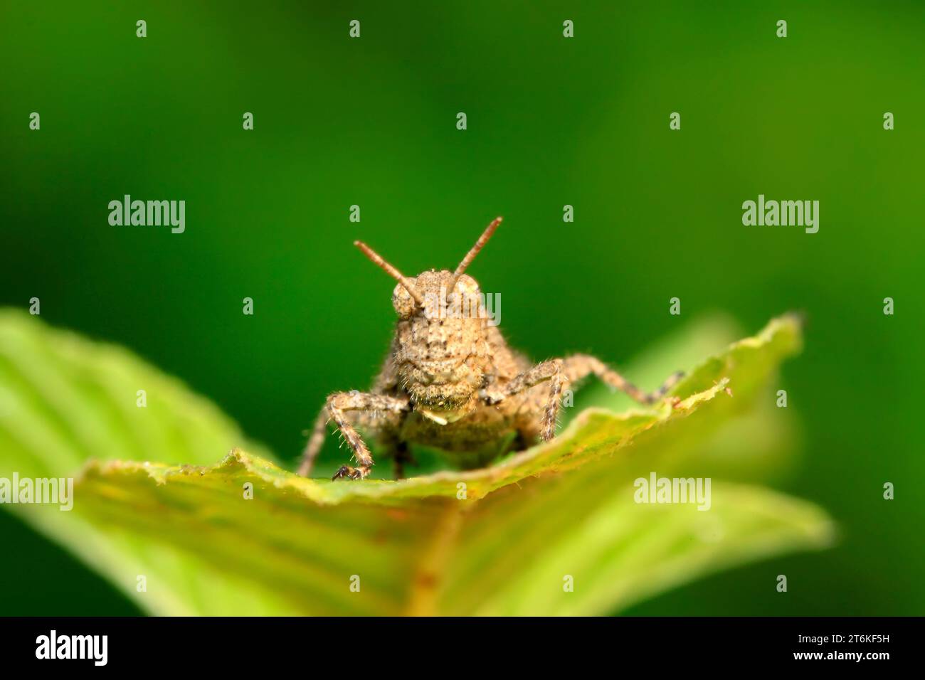 a kind of orthoptera insects locust in the wild Stock Photo - Alamy
