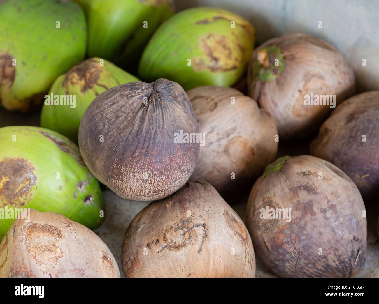 green coconut heap old coconut for pattern and background Close-up of ...