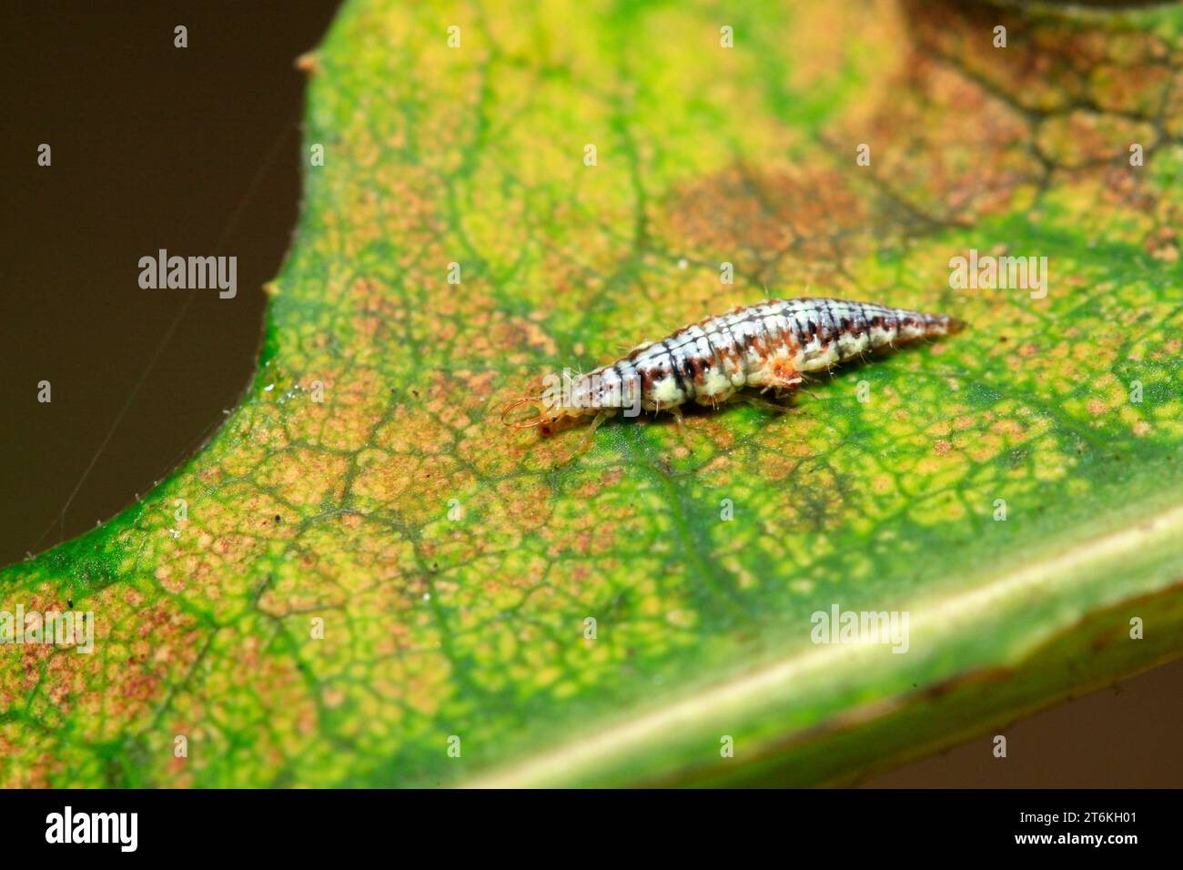 Lacewing larvae aphid hi-res stock photography and images - Alamy