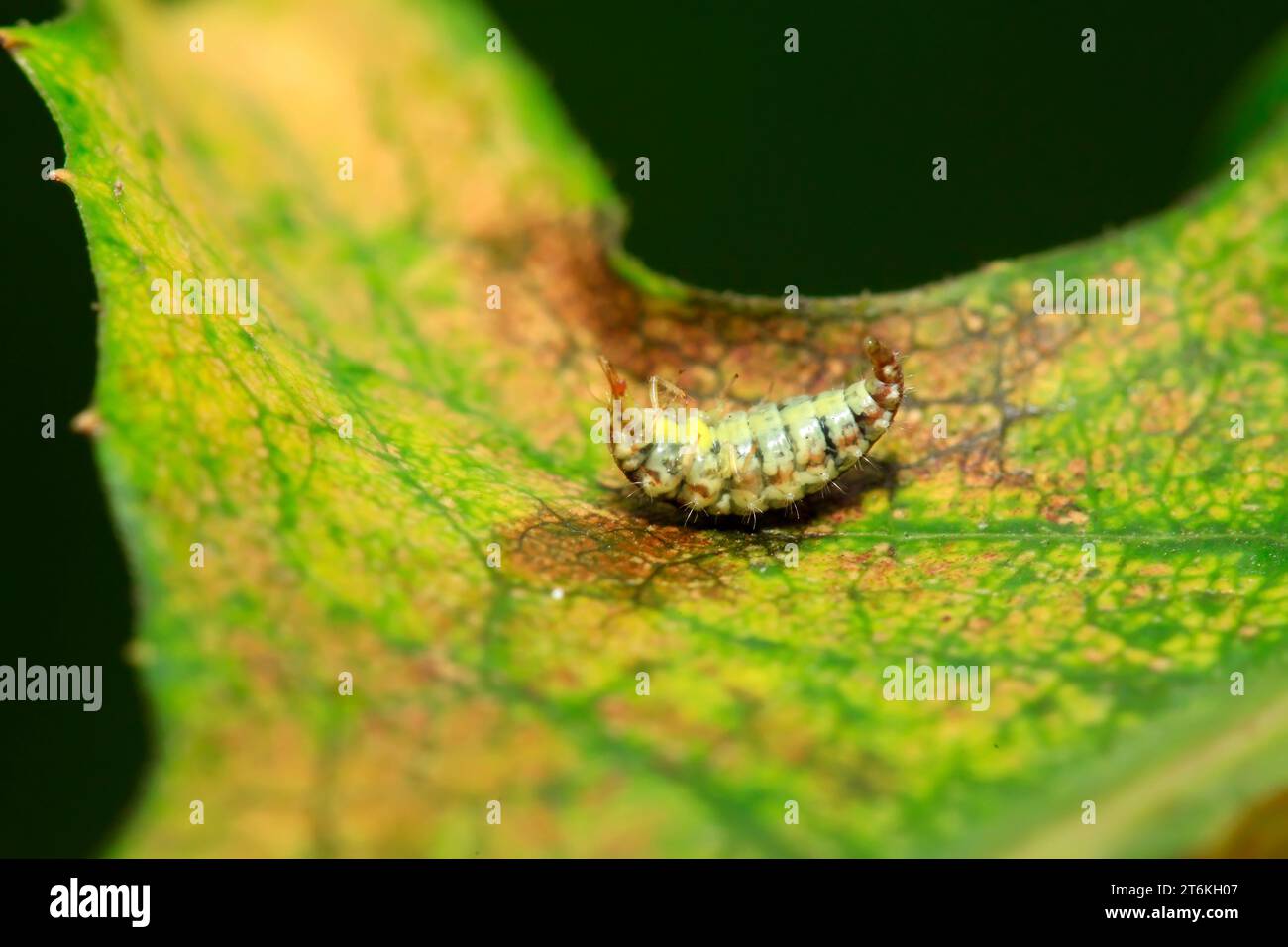 Big lacewing flies larvae - aphid lions on green leaf Stock Photo - Alamy