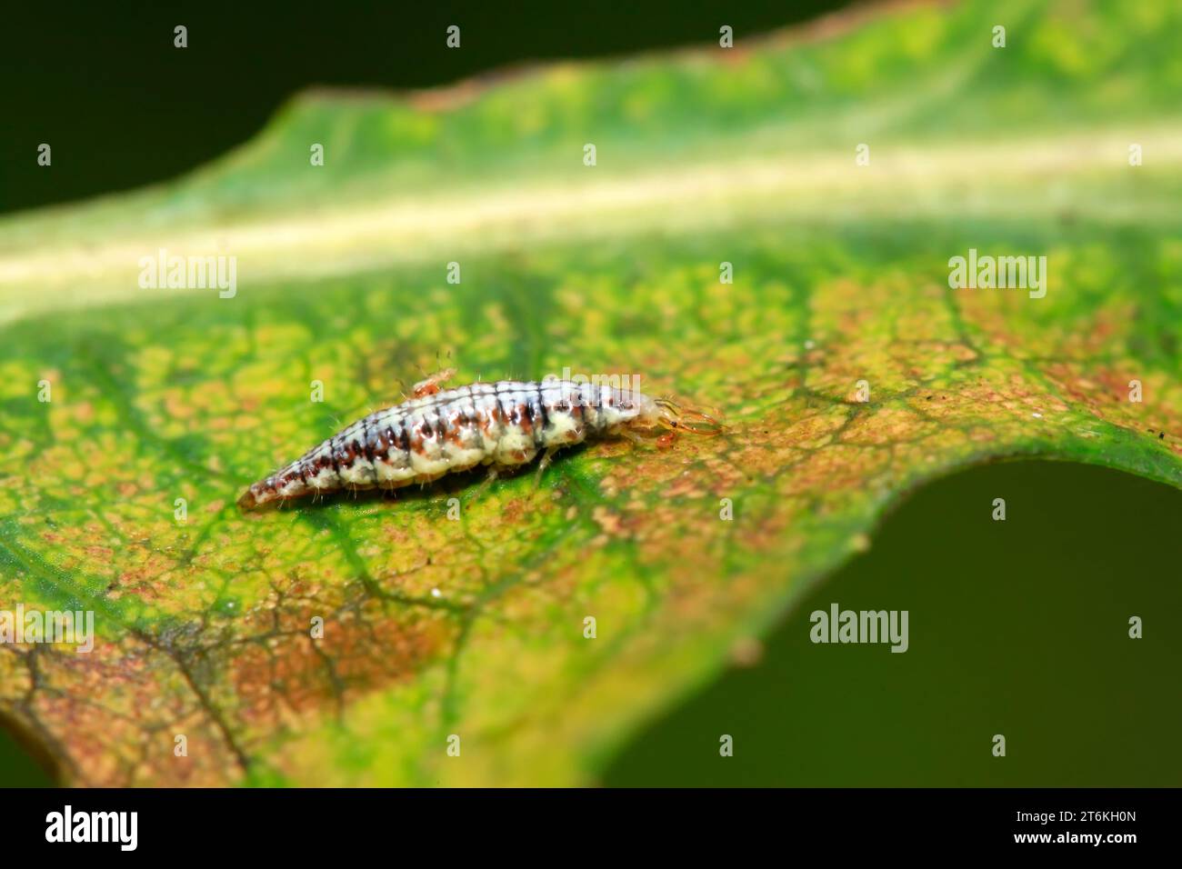 Flies larvae hi-res stock photography and images - Alamy