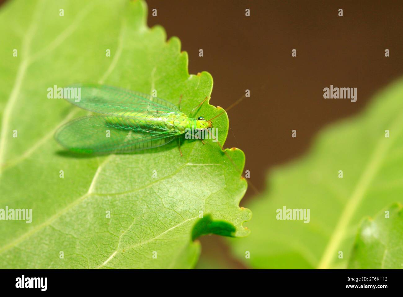 Lacewing flies on green leaf in the wild Stock Photo - Alamy