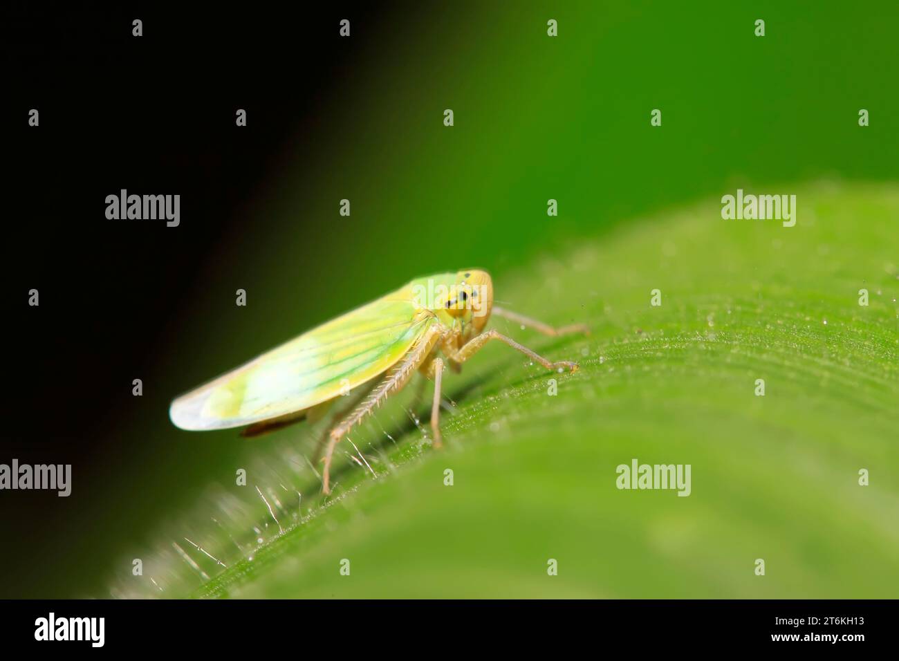 a kind of homoptera insects leafhopper in the wild Stock Photo - Alamy