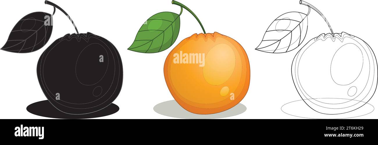 Orange Fruit Design Illustration Vector Stock Vector Image & Art - Alamy