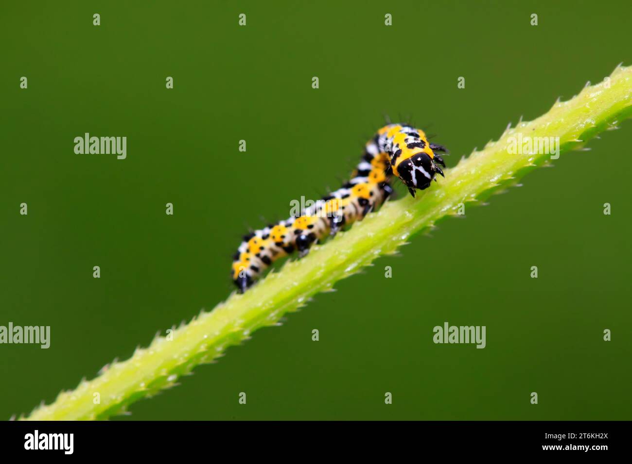 Lettuce winter moth nymphs on green leaf in the wild Stock Photo - Alamy