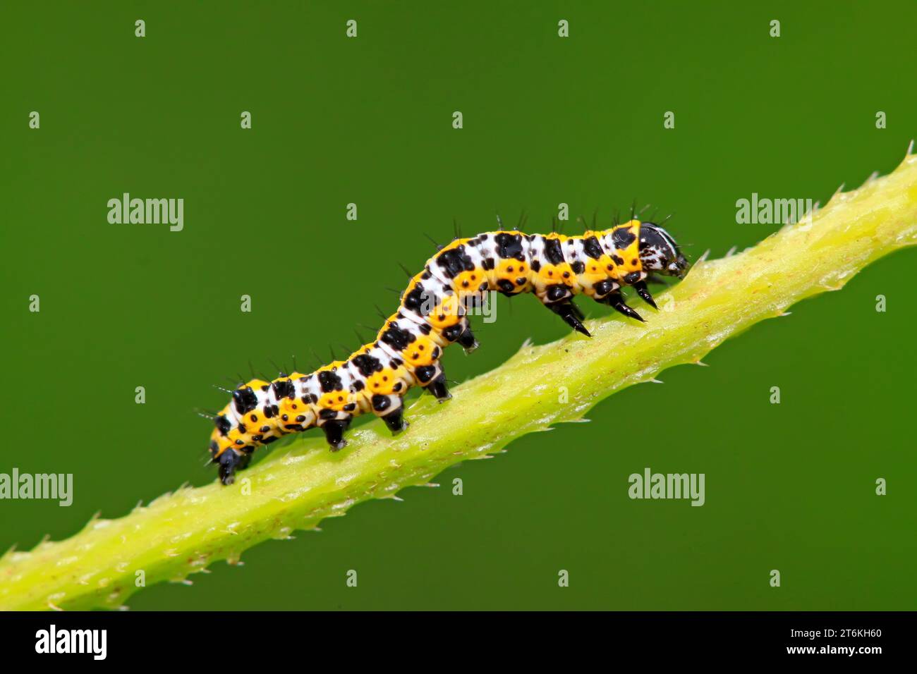 Lettuce winter moth nymphs on green leaf in the wild Stock Photo - Alamy