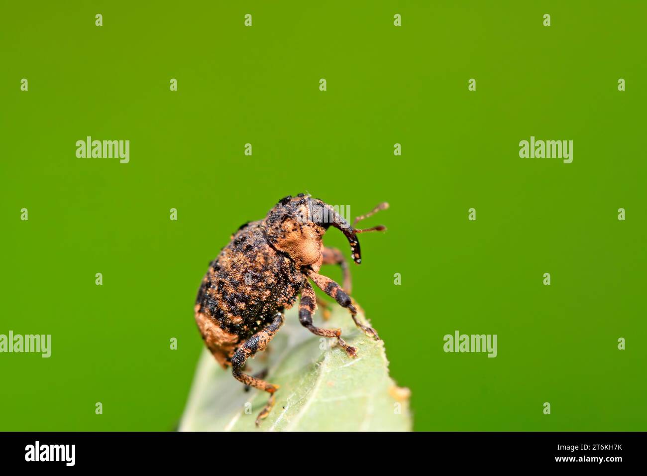 a kind of insect has a long nose Stock Photo - Alamy