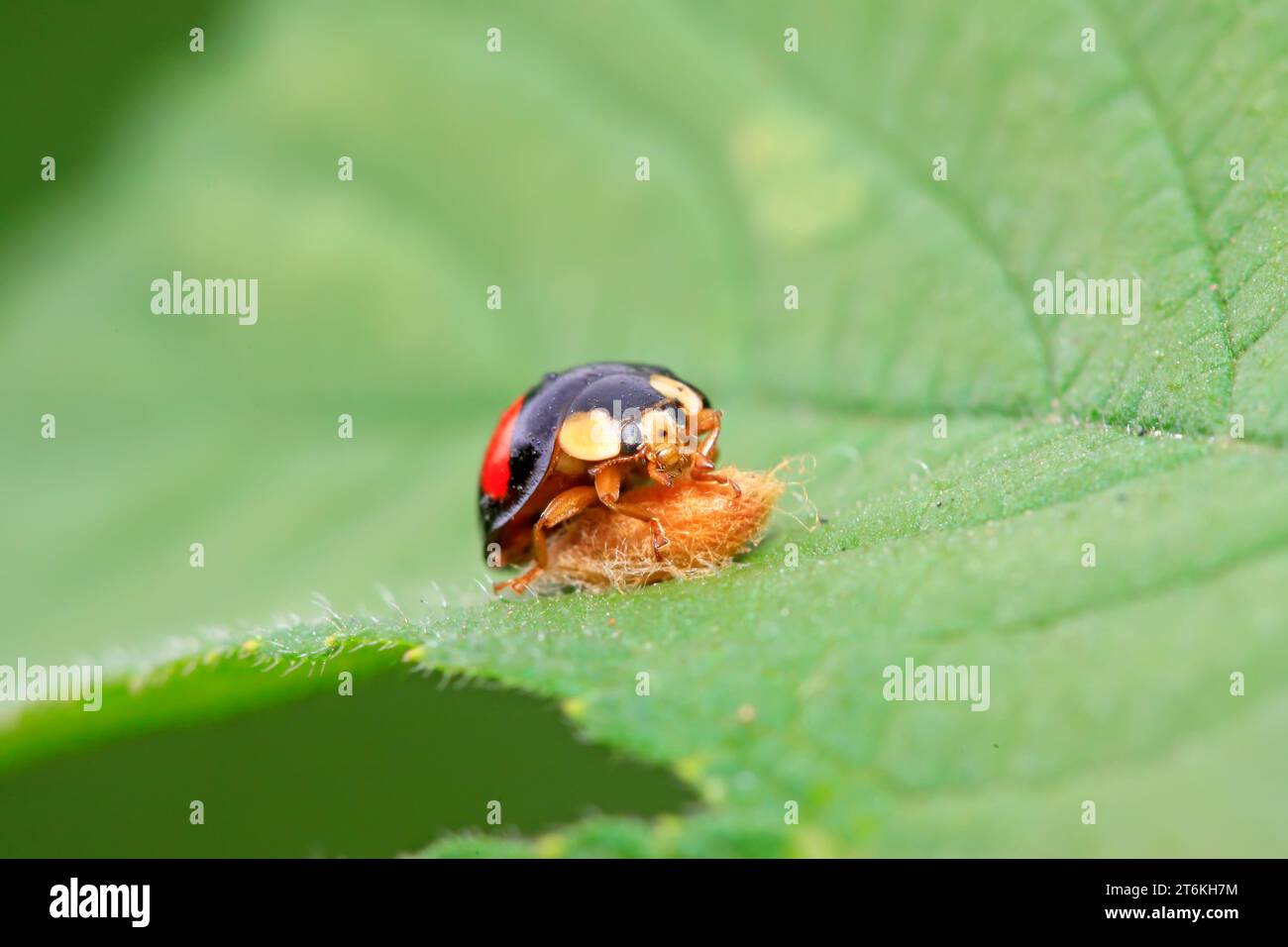 Non blue ladybug hi-res stock photography and images - Alamy