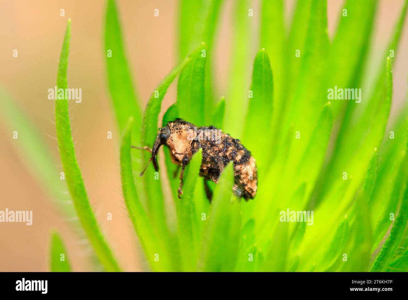 a kind of insect has a long nose Stock Photo - Alamy