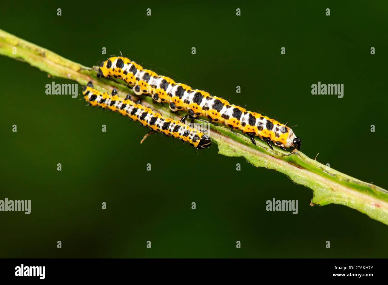 Lettuce winter moth nymphs on green leaf in the wild Stock Photo - Alamy