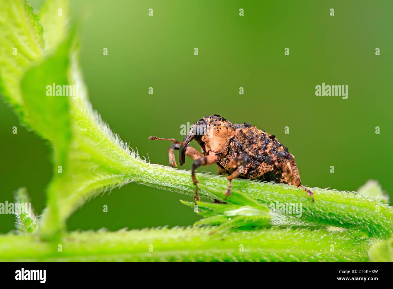 a kind of insect has a long nose Stock Photo - Alamy