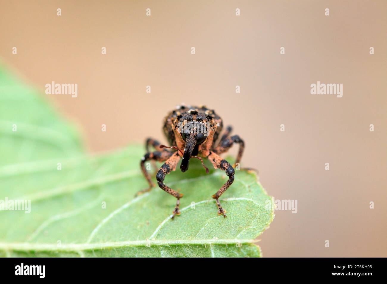 a kind of insect has a long nose Stock Photo - Alamy
