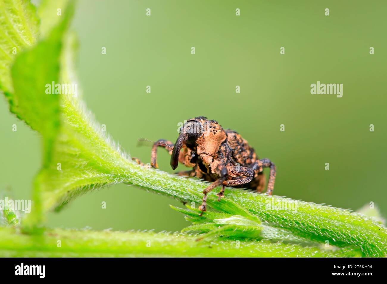 a kind of insect has a long nose Stock Photo - Alamy