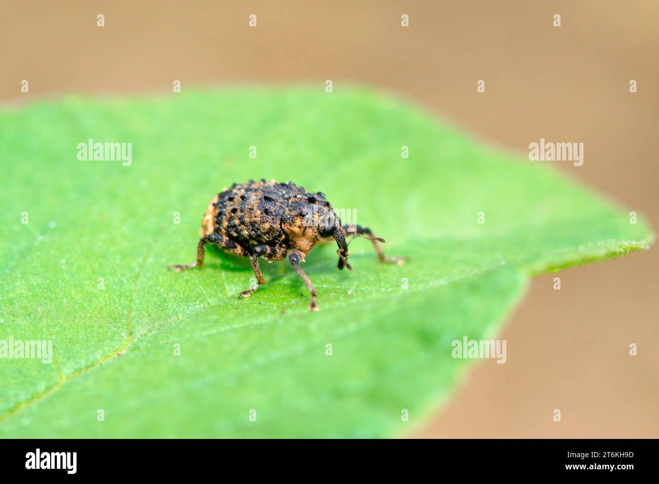 a kind of insect has a long nose Stock Photo - Alamy