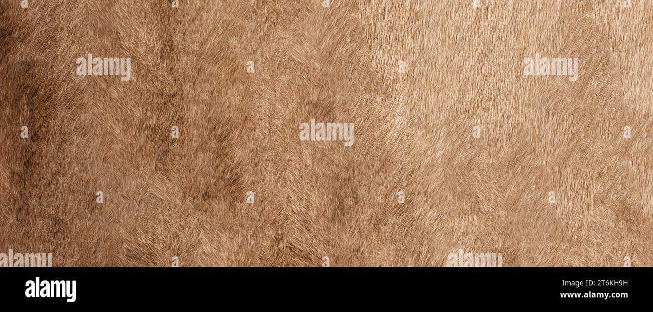 Brown Grey Animal Natural Fur Wolf Fox, Bear, Wildlife texture table ...