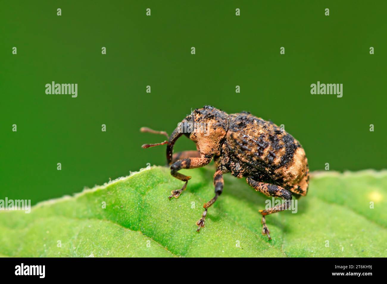 a kind of insect has a long nose Stock Photo - Alamy