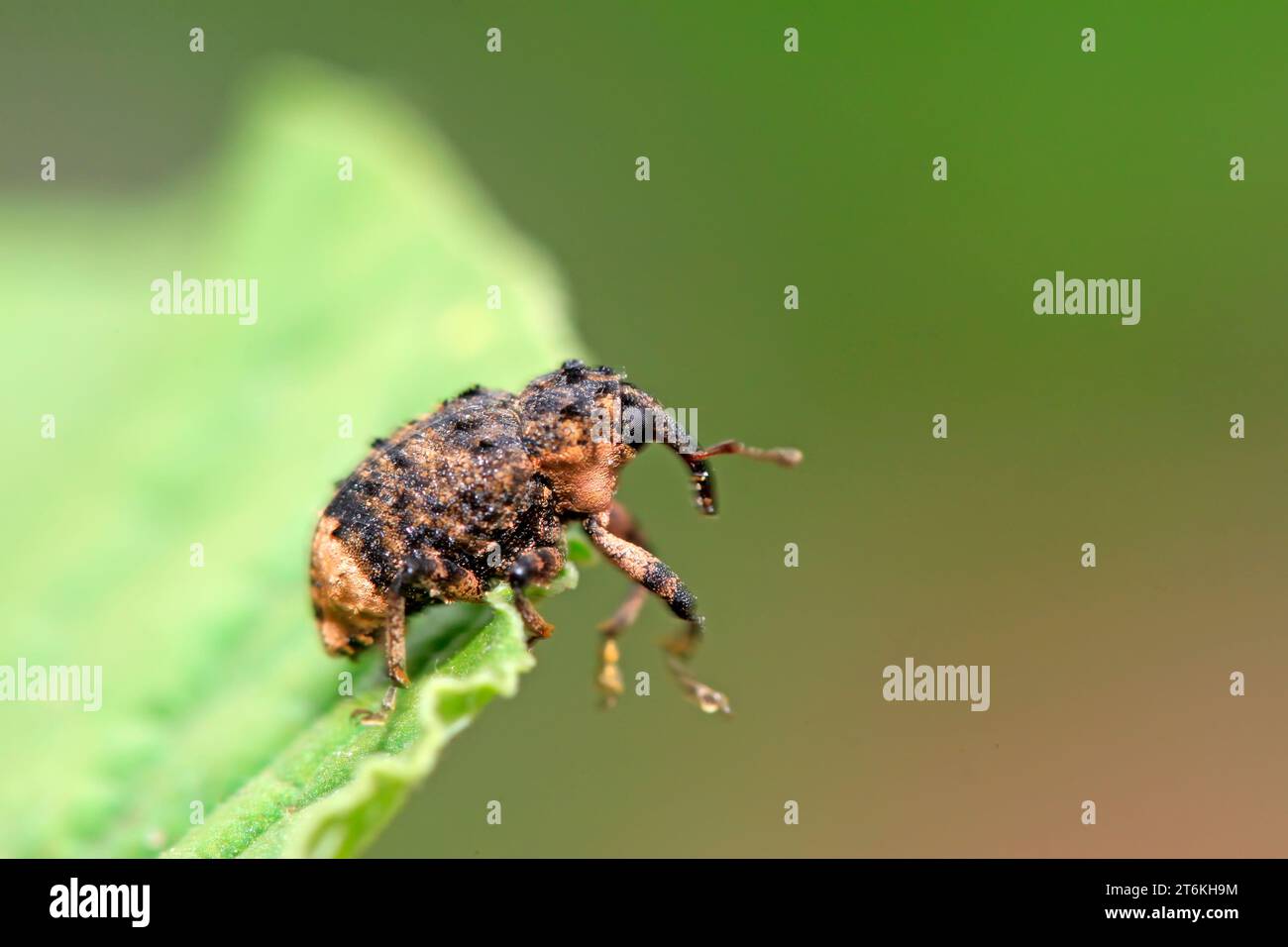 a kind of insect has a long nose Stock Photo - Alamy