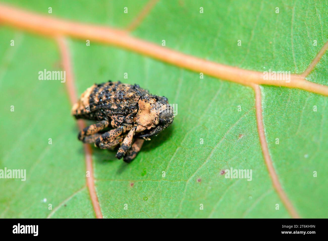a kind of insect has a long nose Stock Photo - Alamy