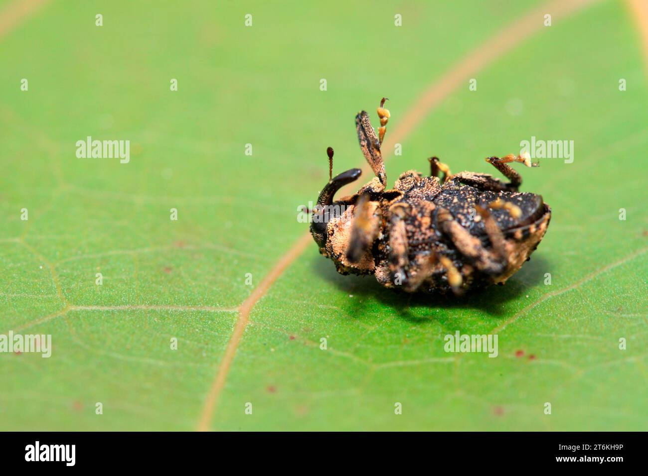 a kind of insect has a long nose Stock Photo - Alamy