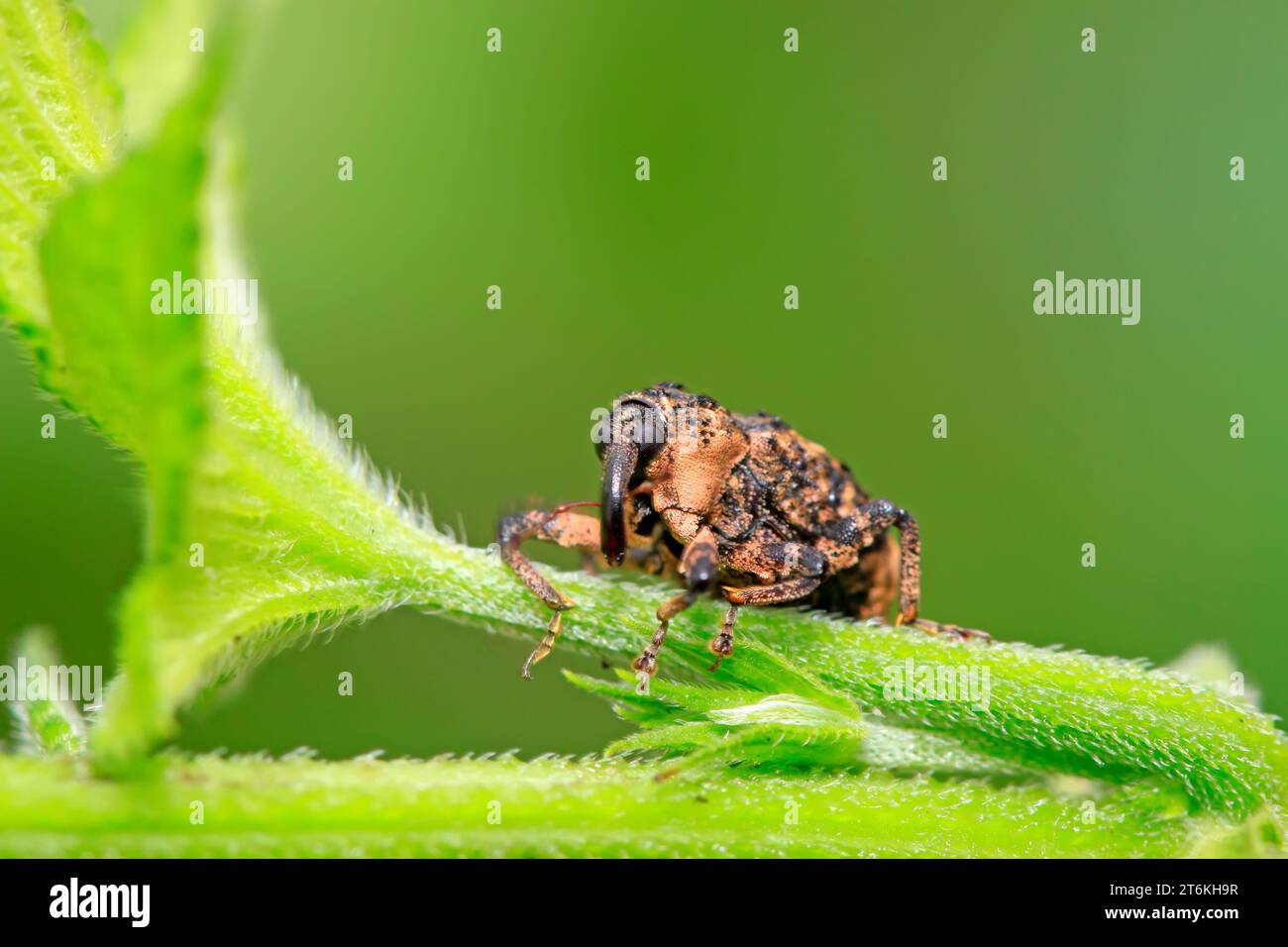a kind of insect has a long nose Stock Photo - Alamy