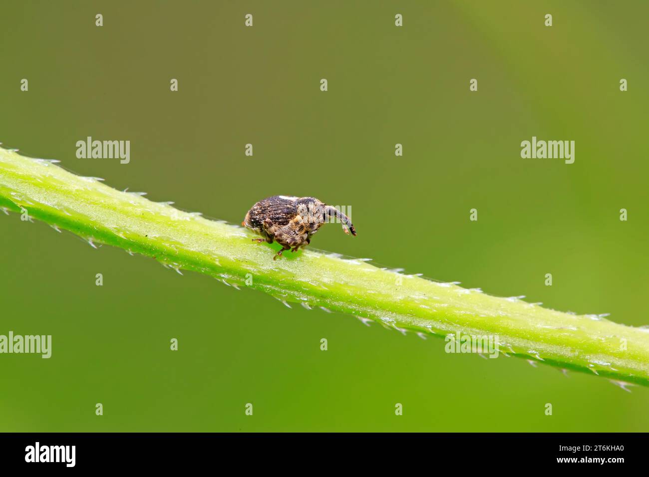 a kind of insect has a long nose Stock Photo - Alamy