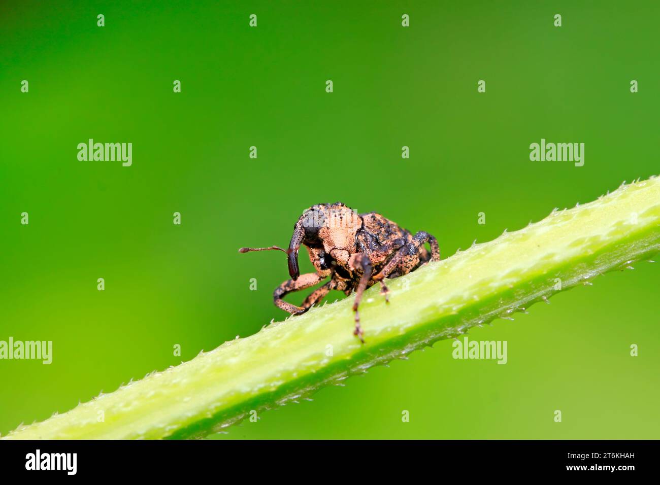 a kind of insect has a long nose Stock Photo - Alamy