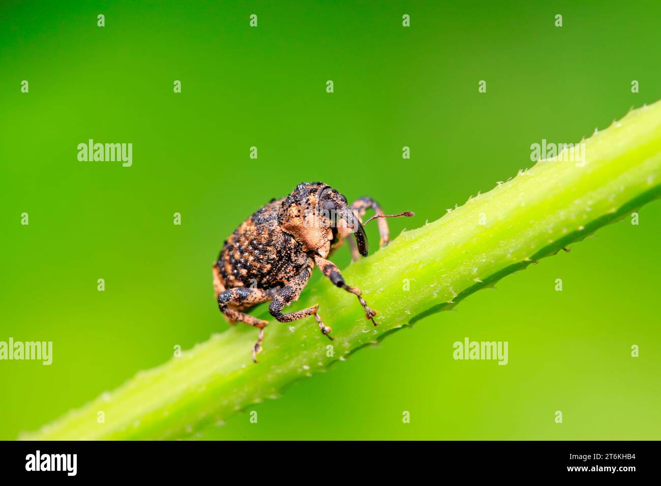 a kind of insect has a long nose Stock Photo - Alamy