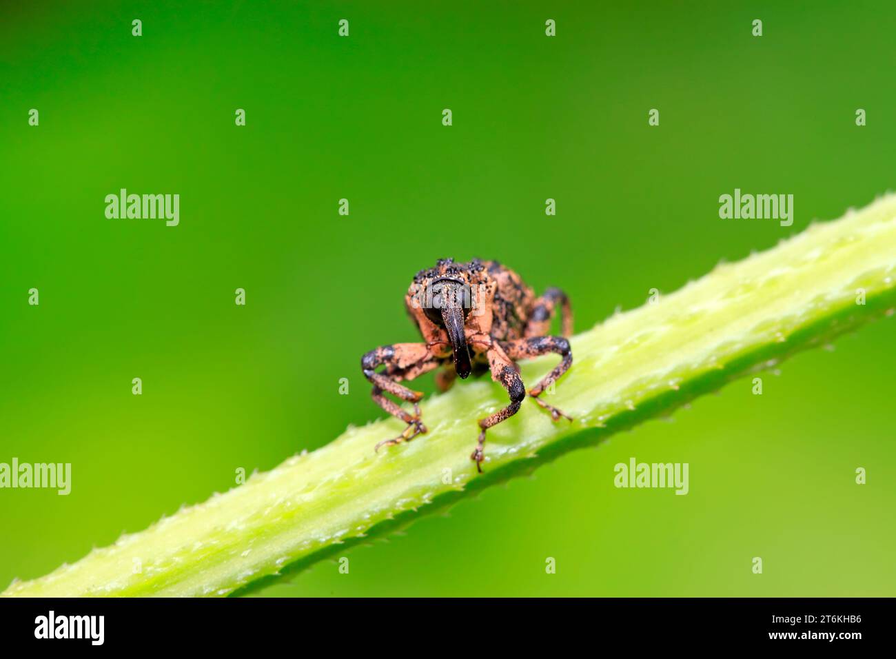 a kind of insect has a long nose Stock Photo - Alamy