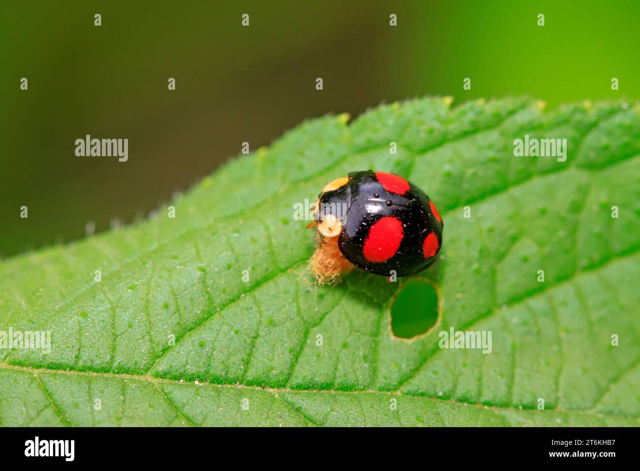 Non-blue ladybug on green leaf in the wild Stock Photo - Alamy