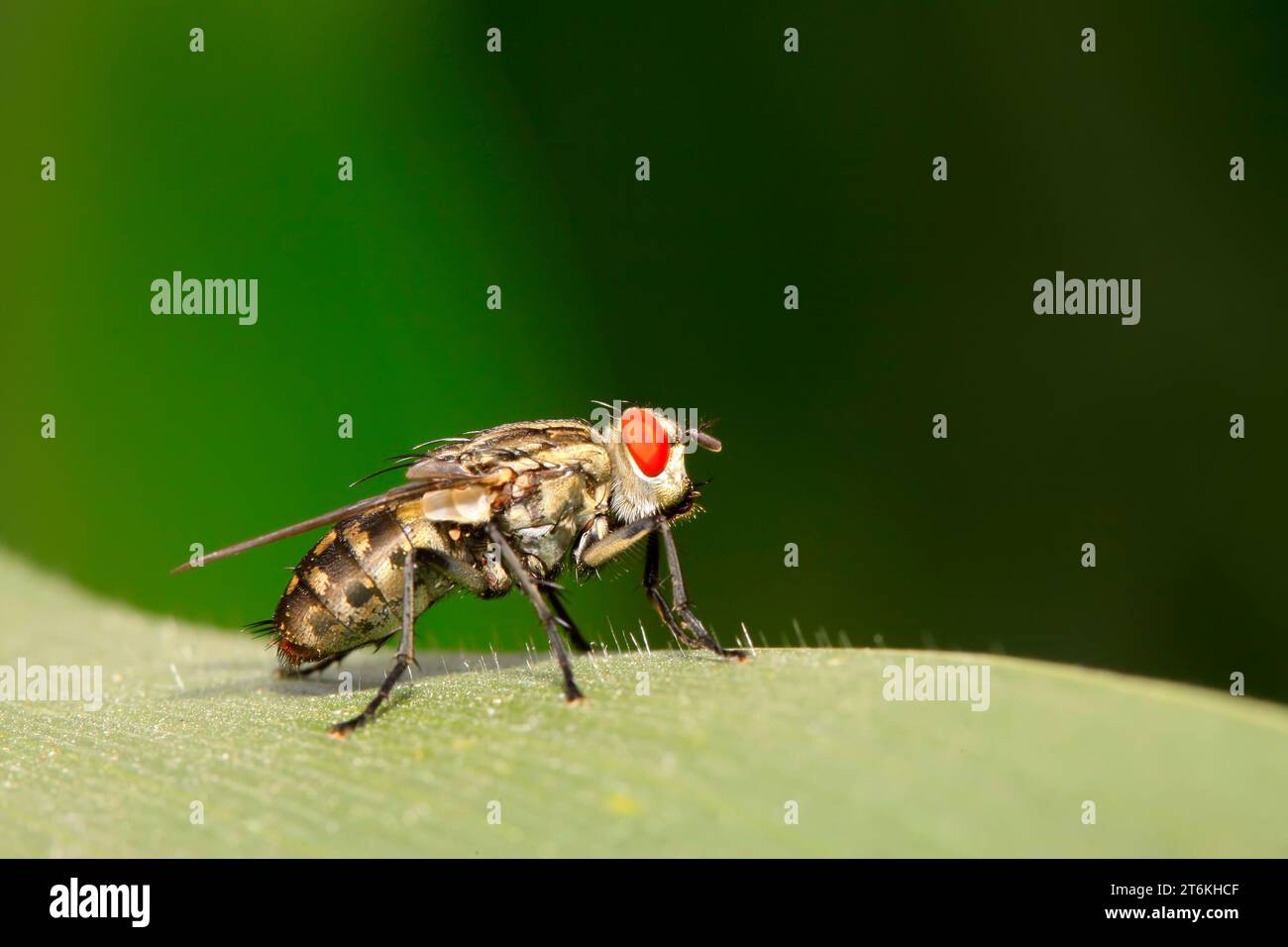 Tachina species hi-res stock photography and images - Alamy
