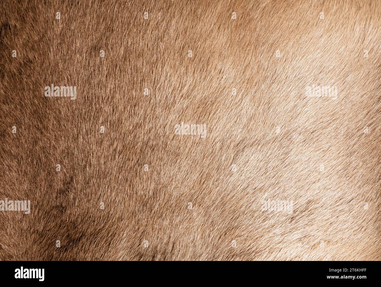 Brown Grey Animal Natural Fur Wolf Fox, Bear, Wildlife texture table ...