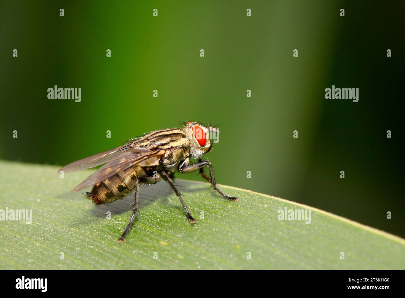 Tachina species hi-res stock photography and images - Alamy