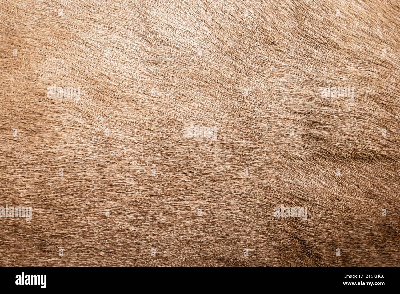 Brown Grey Animal Natural Fur Wolf Fox, Bear, Wildlife texture table ...