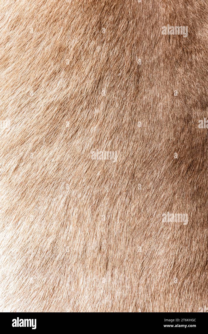 Brown Grey Animal Natural Fur Wolf Fox, Bear, Wildlife texture table ...