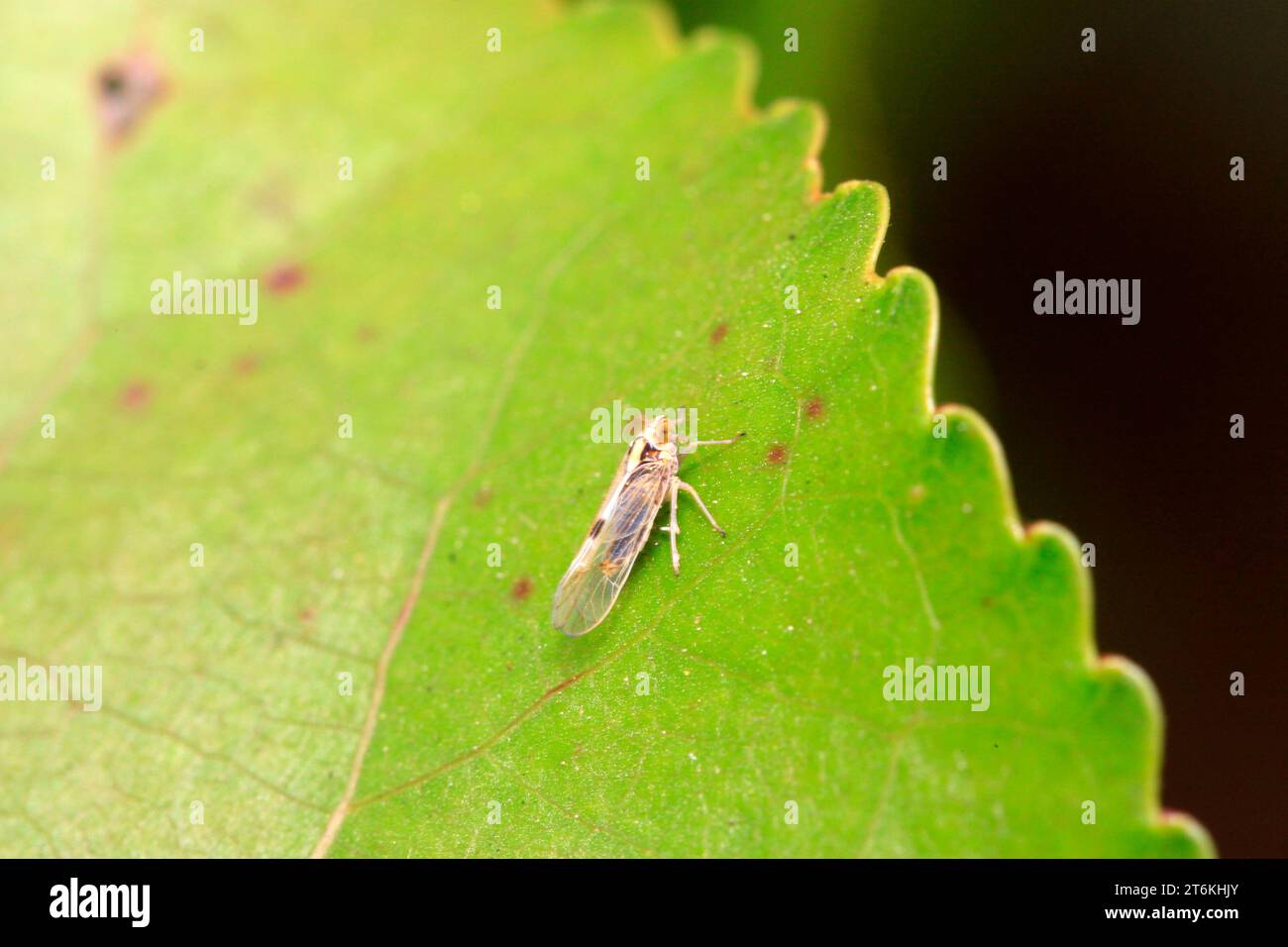 a kind of homoptera insects leafhopper in the wild Stock Photo - Alamy