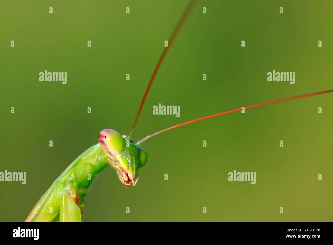 closeup of photo, tenodera mantis in the wild Stock Photo - Alamy