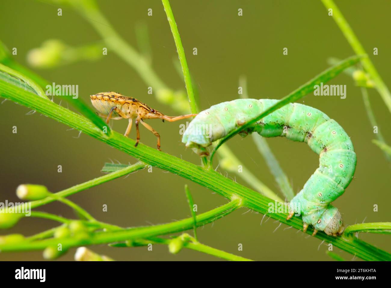 stinkbug prey on inchworm larvae in the wild Stock Photo - Alamy