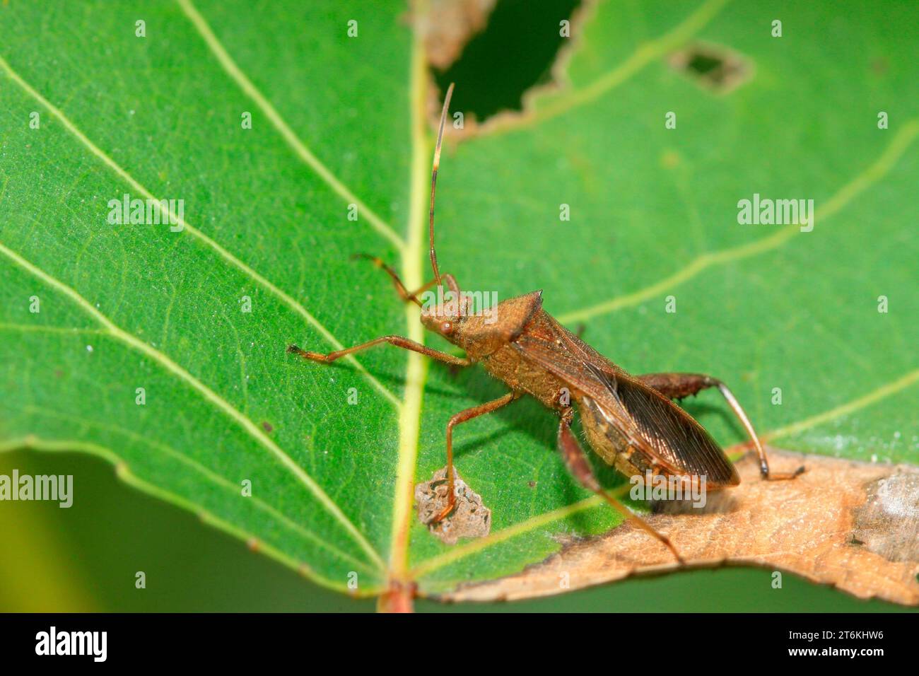 a kind of insects named stinkbug Stock Photo - Alamy