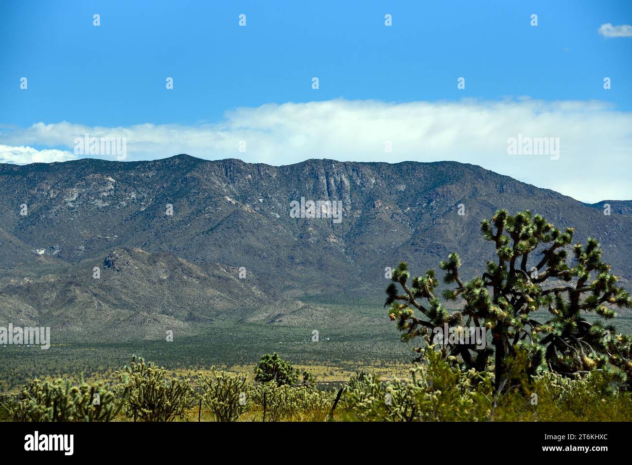 Beautiful Landscape of the Joshua Tree Forest - Arizona, USA Stock ...