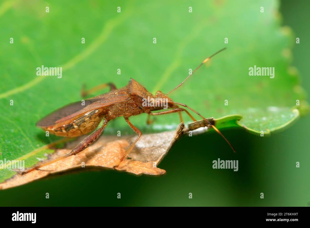 Insects feature hi-res stock photography and images - Alamy
