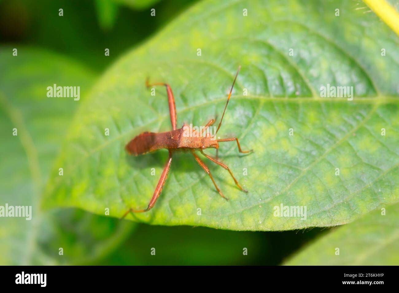 Insects feature hi-res stock photography and images - Alamy
