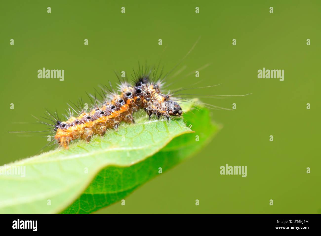clostera anachoreta larvae gathered in fretting on the leaf Stock Photo ...