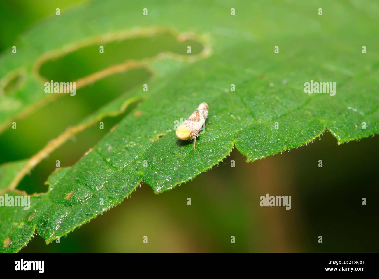 a kind of homoptera insects leafhopper in the wild Stock Photo - Alamy
