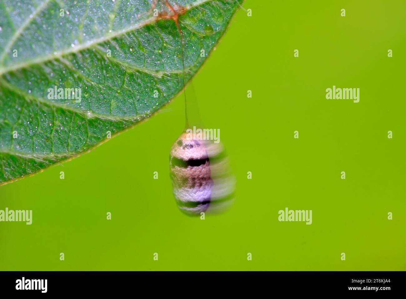insects puparium on green leaf in the wild Stock Photo - Alamy