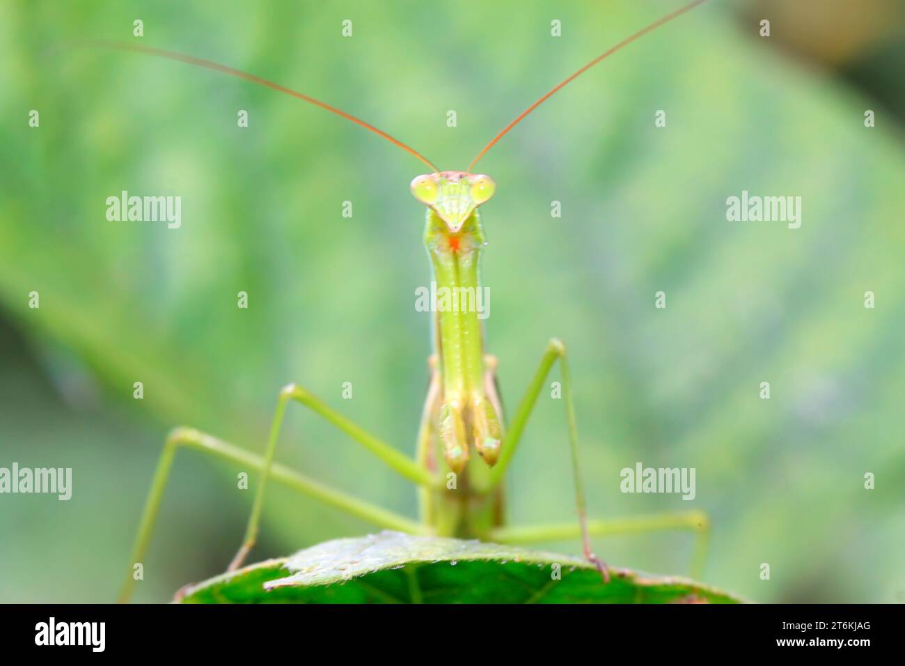 closeup of tenodera mantis, nature photography, north china Stock Photo ...
