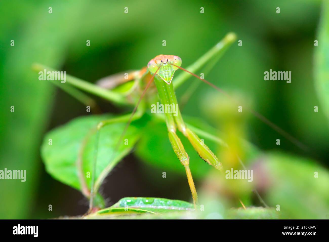 closeup of tenodera mantis, nature photography, north china Stock Photo ...